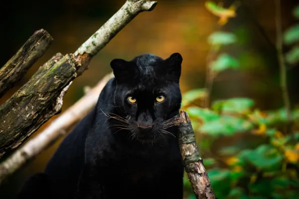 Pantera Negra Animal Relacionado Arquétipo Da Pantera Negra_