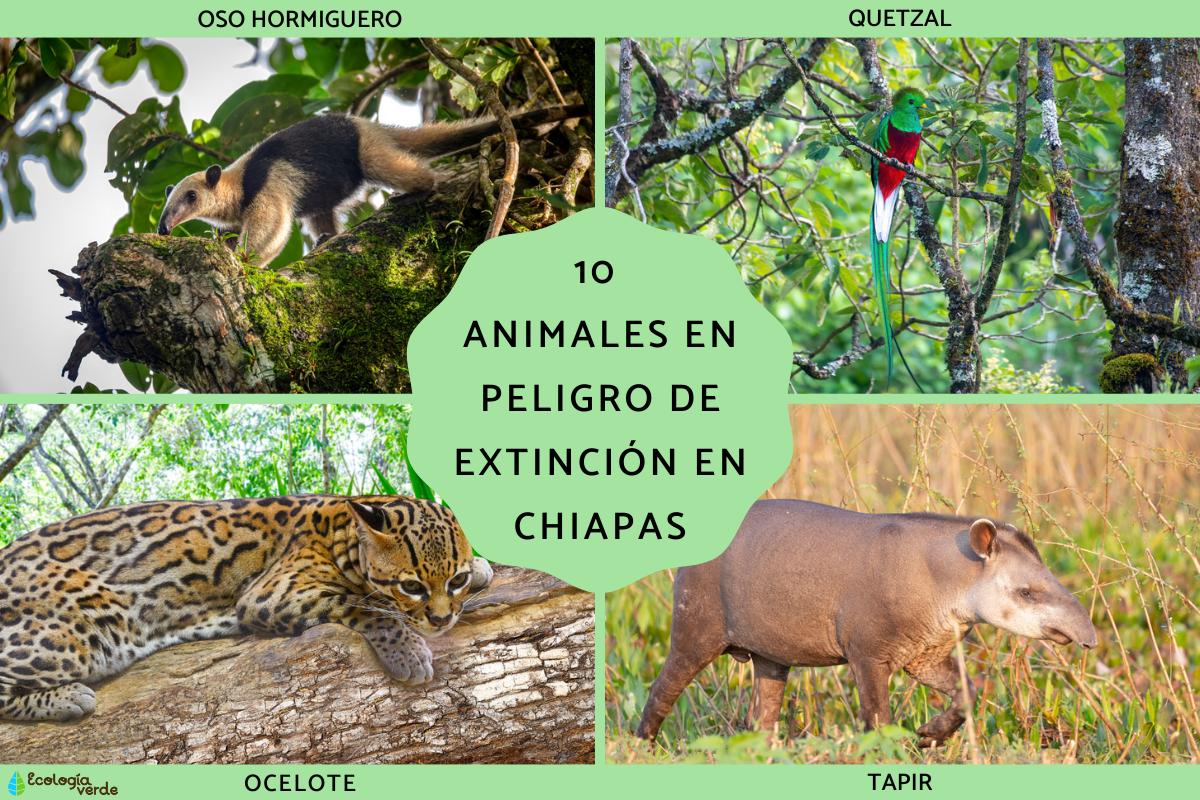 10 animales en peligro de extinción en Chiapas - Nombres y fotos