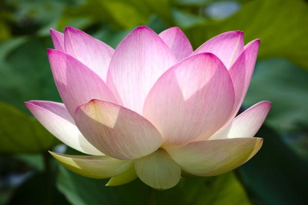 Las 30 Flores M s Bonitas Del Mundo Nombres Y Fotos