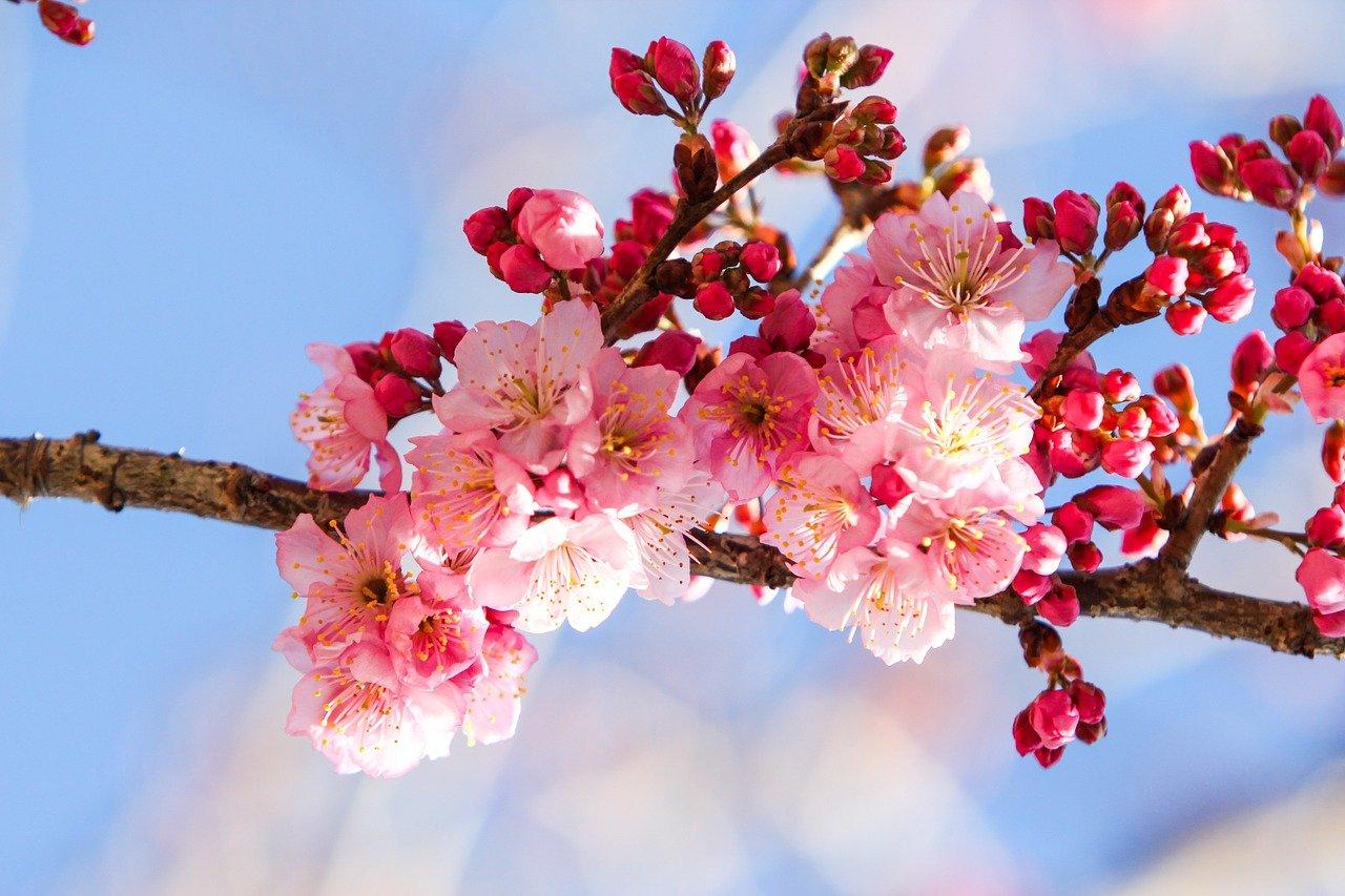 Las 30 Flores M s Bonitas Del Mundo Nombres Y Fotos