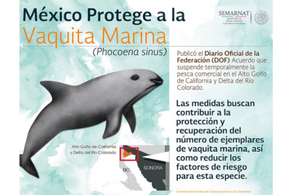 Por qué la vaquita marina está en peligro de extinción - Causas y ... Por qué la vaquita marina está en peligro de extinción - Causas y ...
