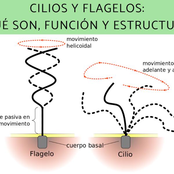 Diagrama De Flagelados Orgánulo: Cilios Y Flagelos