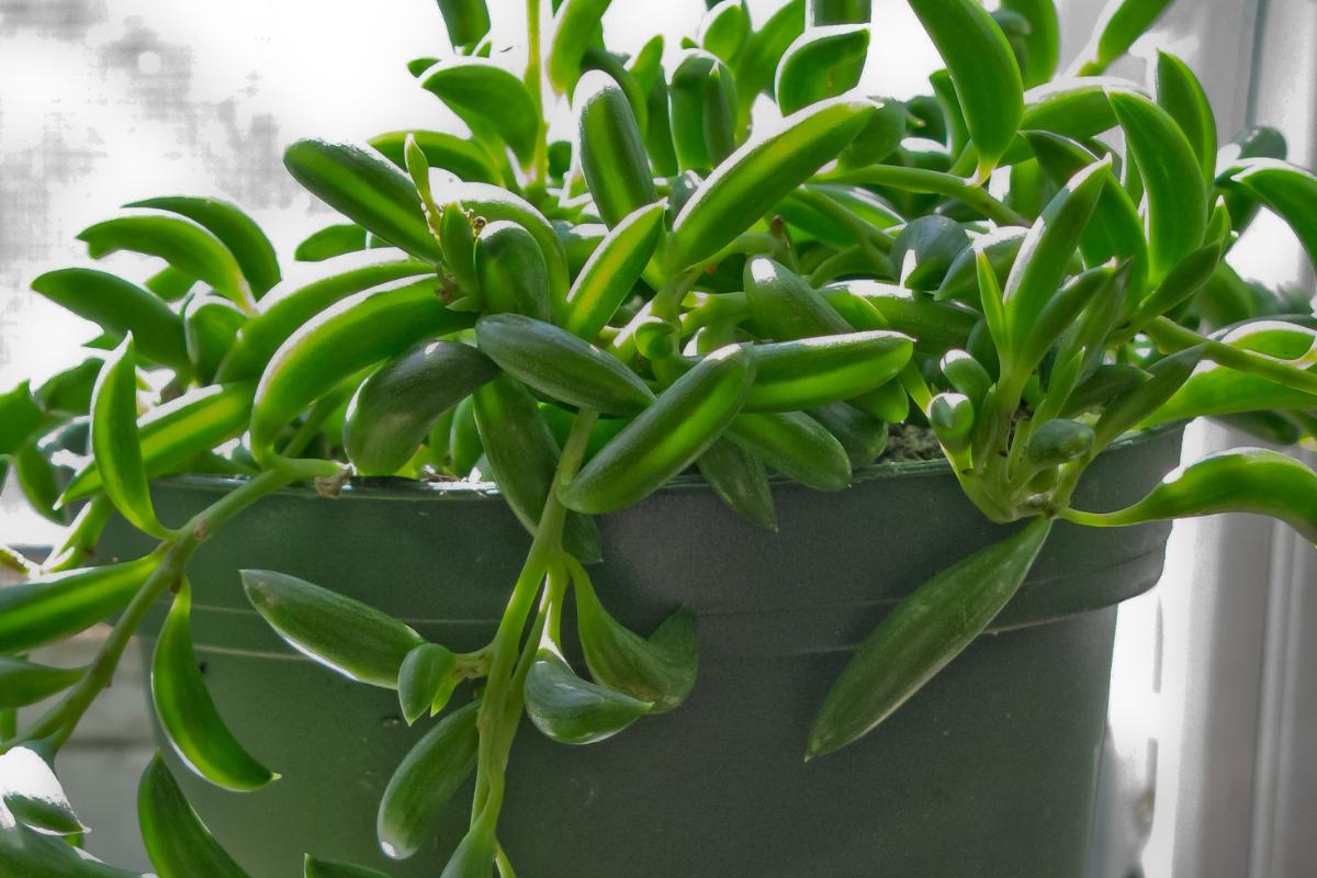 15 plantas colgantes de interior con poca luz - Nombres y fotos