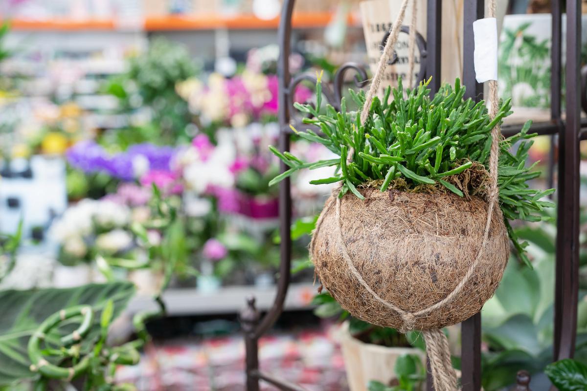 15 plantas colgantes de interior con poca luz - Nombres y fotos