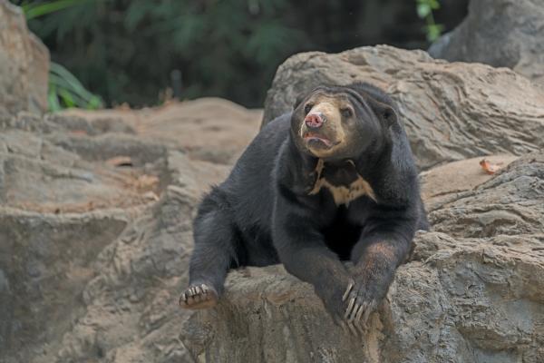 8 tipos de osos - Nombres y fotos