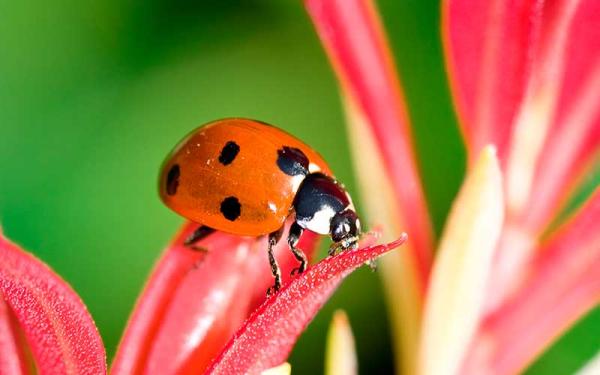 La Catarina / Mariquita - Características, reproducción y alimentación