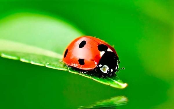 La Catarina / Mariquita - Características, reproducción y alimentación