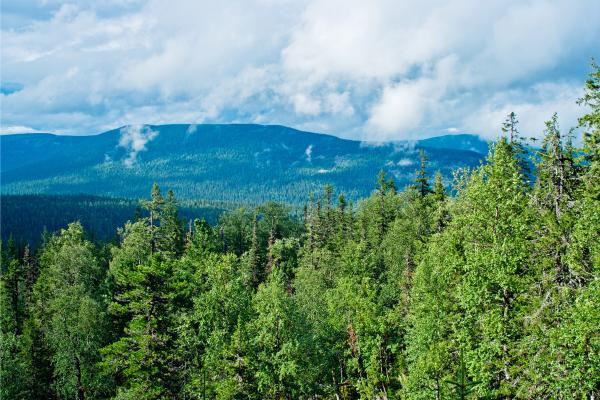 11 tipos de selvas - Guía completa