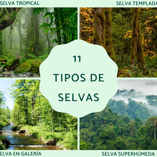 Nombres De Arboles De La Selva Tropical La Flor De La Selva | El