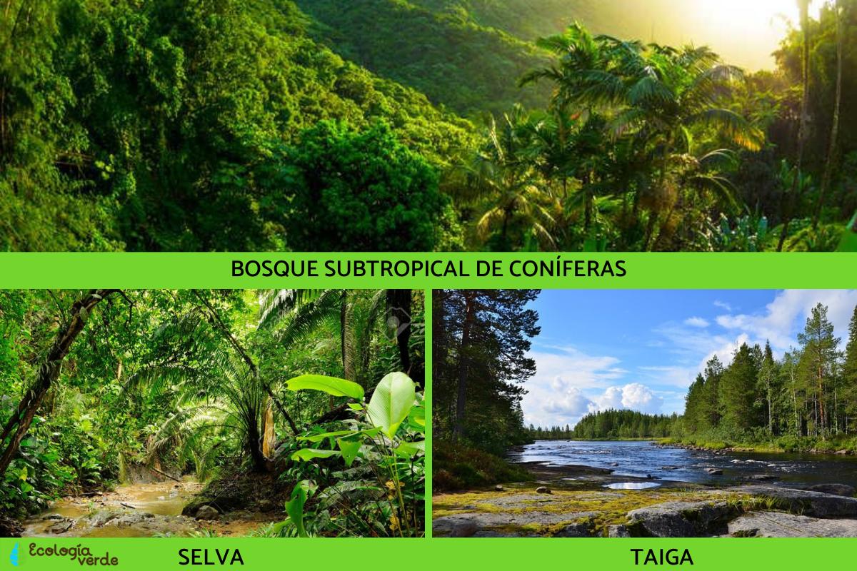 Tipos de ecosistemas terrestres y ejemplos - Características y FOTOS Tipos de ecosistemas terrestres y ejemplos - Características y FOTOS