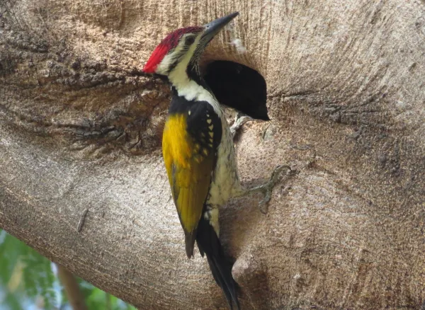 Pájaro Con Cresta Naranja