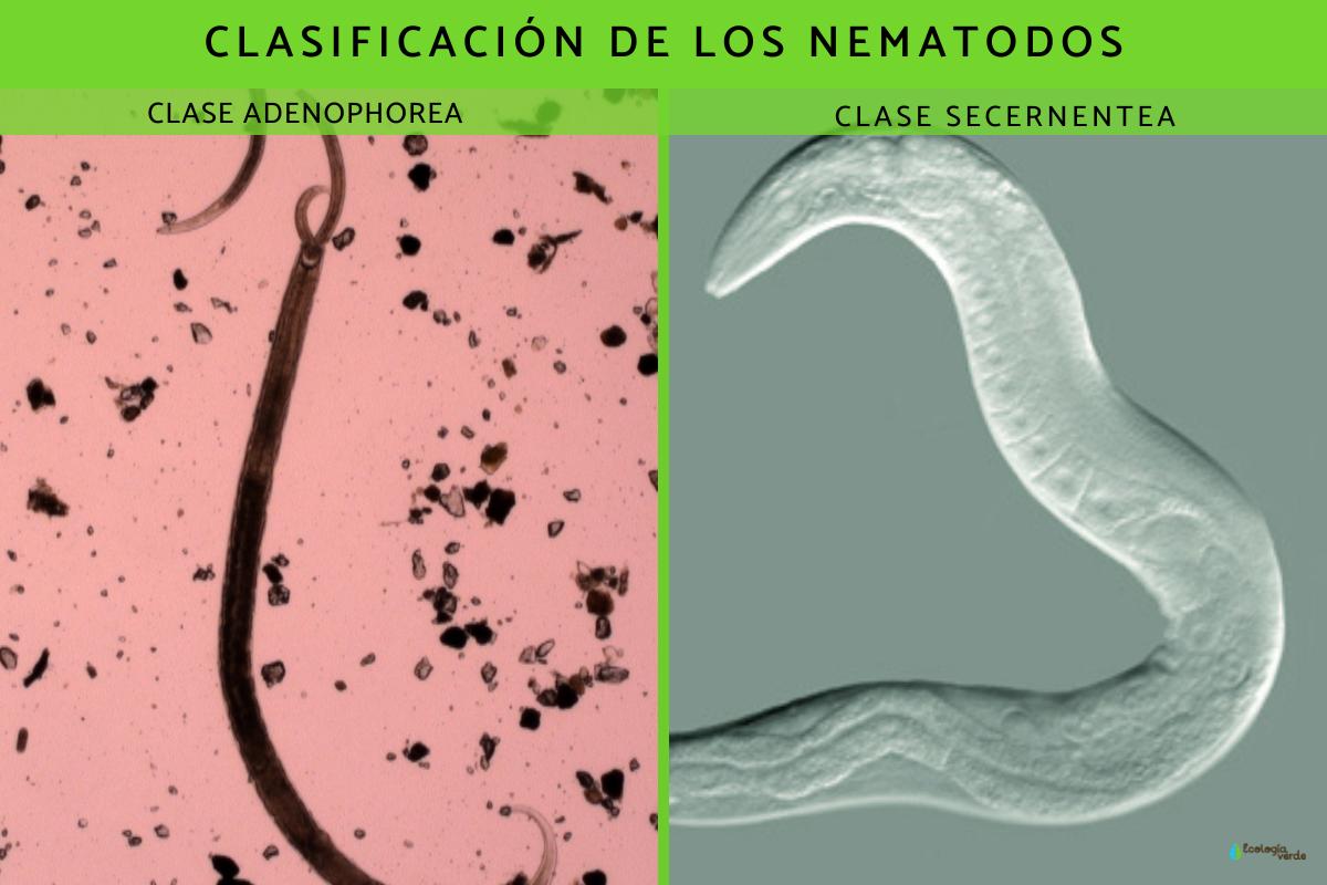 Qué son los nematodos: características, clasificación y ejemplos - FOTOS