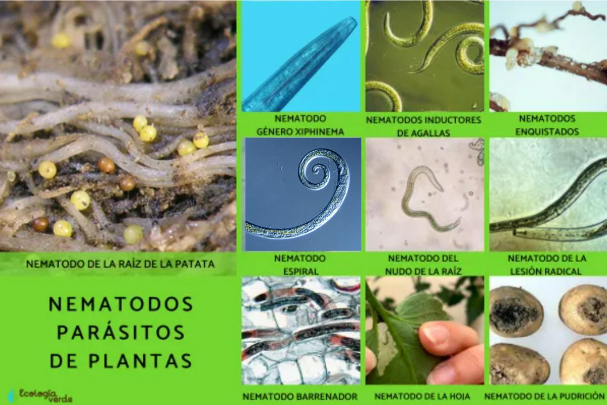 Qué son los nematodos: características, clasificación y ejemplos - FOTOS