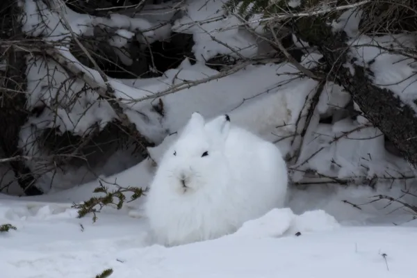 lepus arcticus estado de conservación