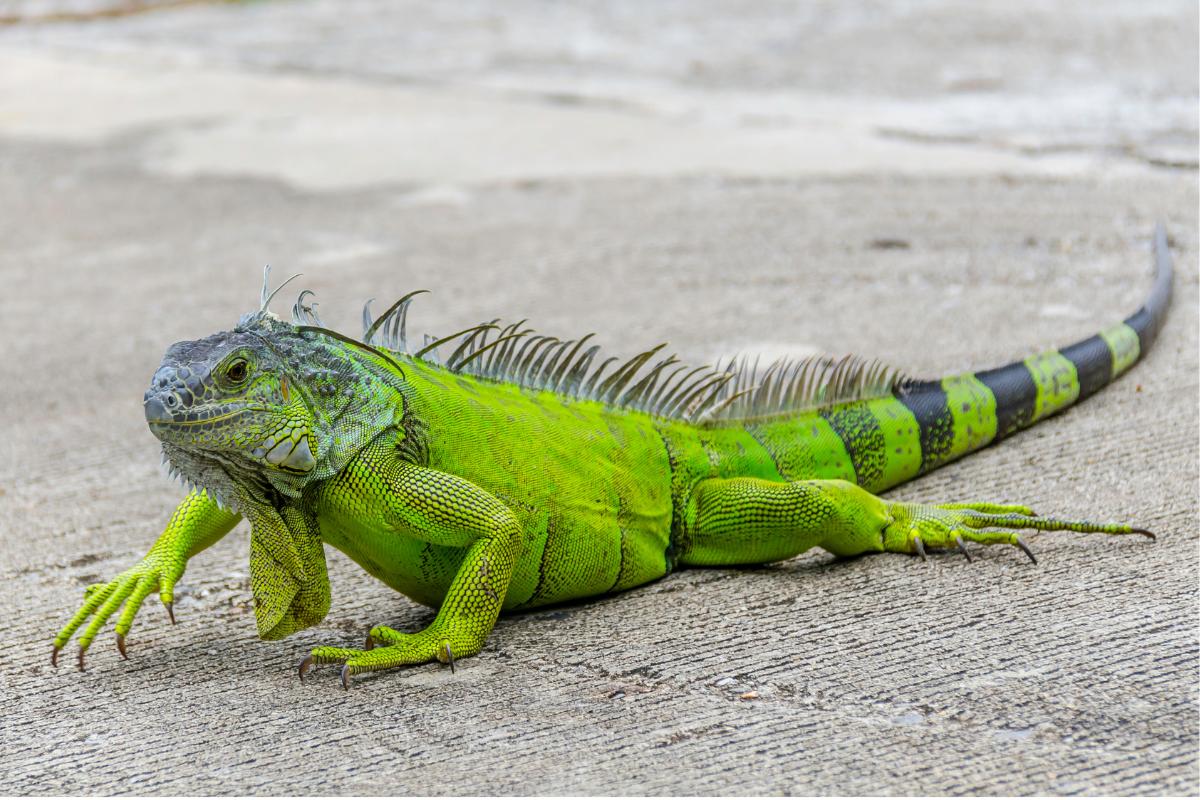 6 tipos de iguanas - Nombres y fotos