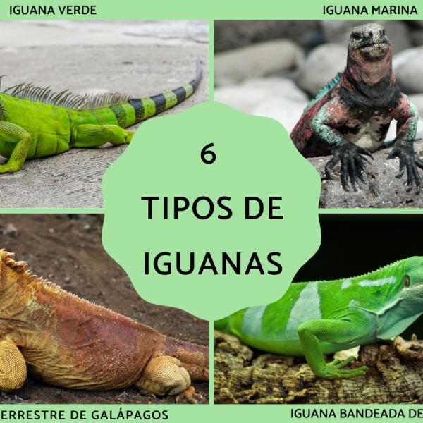 Iguanas Verdes Color De La Iguana
