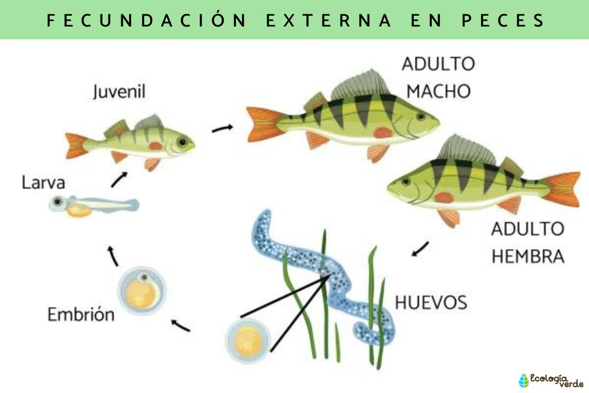 Reproducción de los peces - ¡Descubre el proceso! Reproducción de los peces - ¡Descubre el proceso!