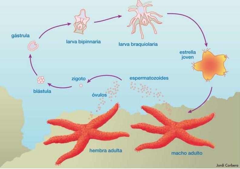 ESTRELLA de MAR: Características, Reproducción y Taxonomía - con Fotos ESTRELLA de MAR: Características, Reproducción y Taxonomía - con Fotos
