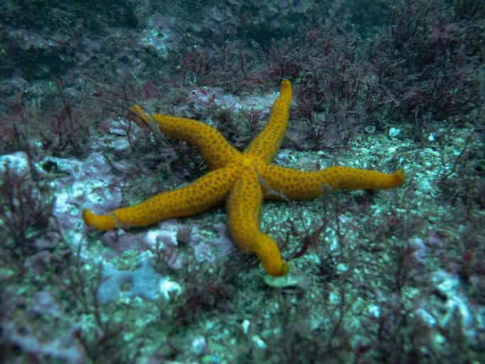 Estrella De Mar Características Reproducción Y Taxonomía Con Fotos