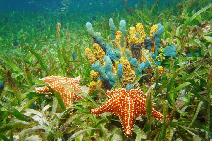 ESTRELLA de MAR: Características, Reproducción y Taxonomía - con Fotos ESTRELLA de MAR: Características, Reproducción y Taxonomía - con Fotos