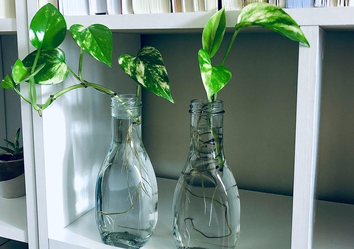 Potus o poto: cuidados - Guía completa