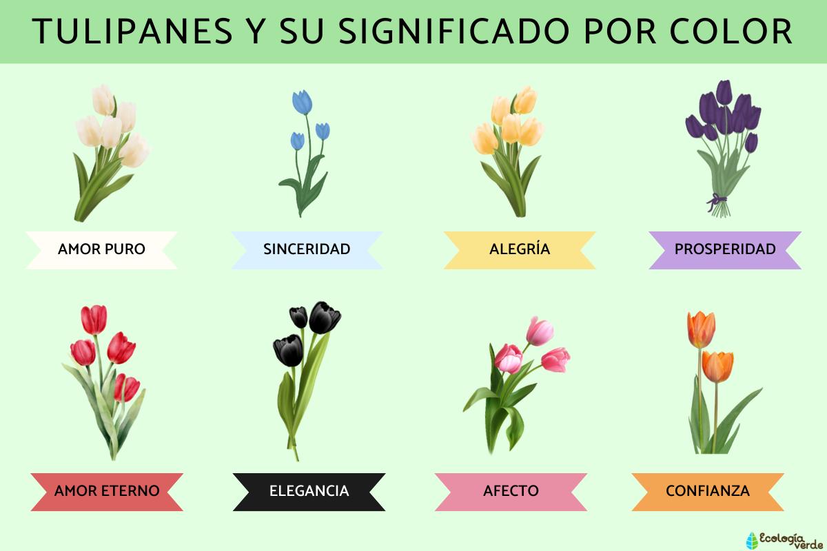 Los Colores De Los Tulipanes Y Sus Significados Tulipanes Morados, Su