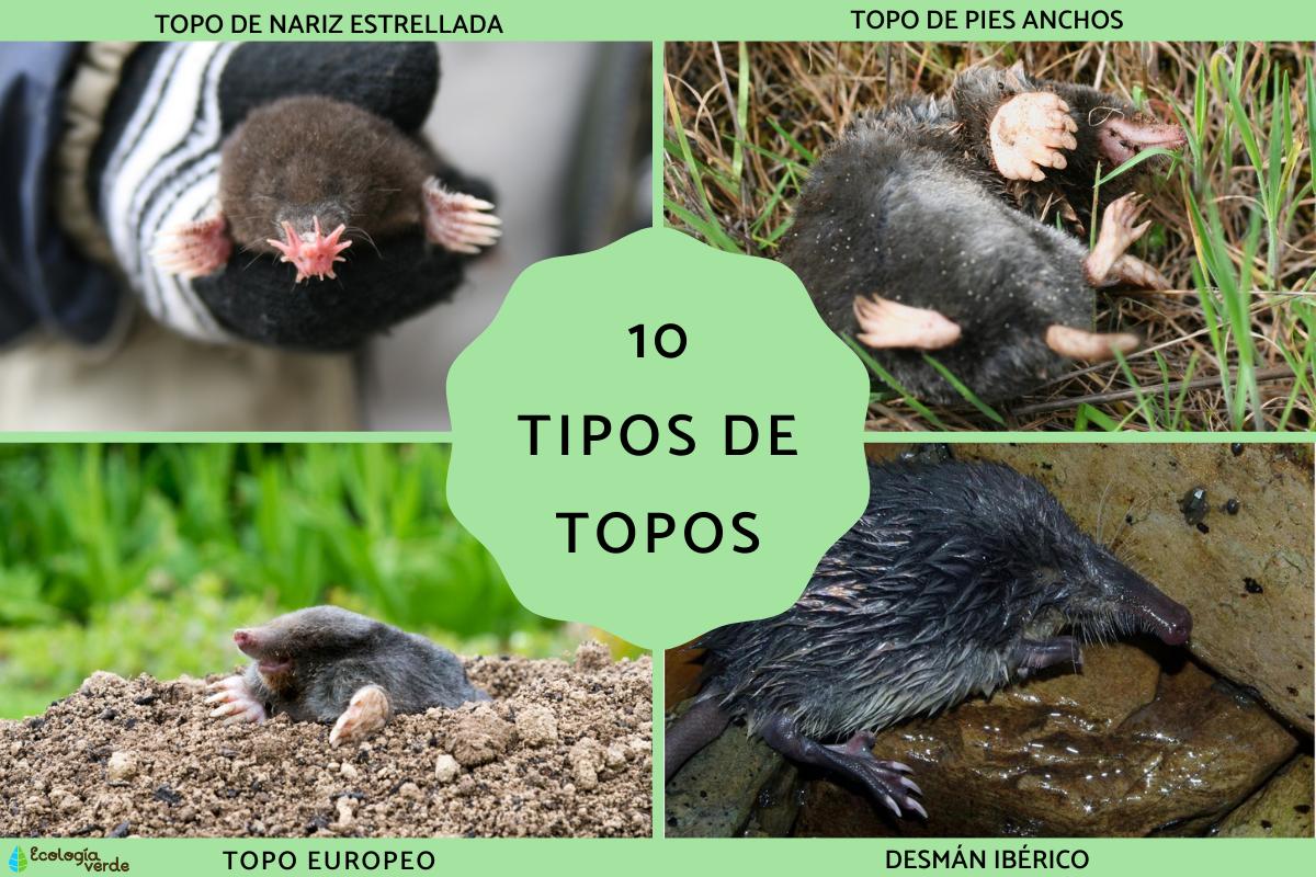 10 tipos de topos - Nombres y fotos