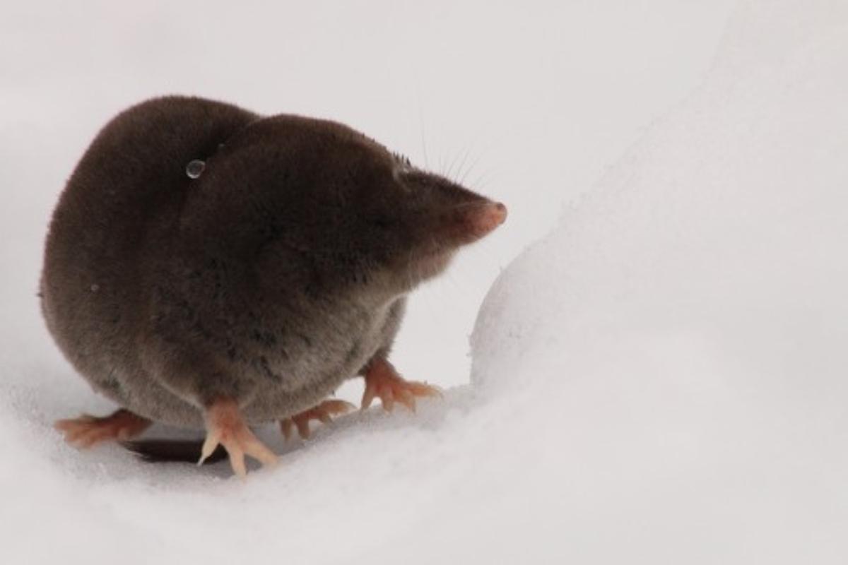 10 tipos de topos - Nombres y fotos