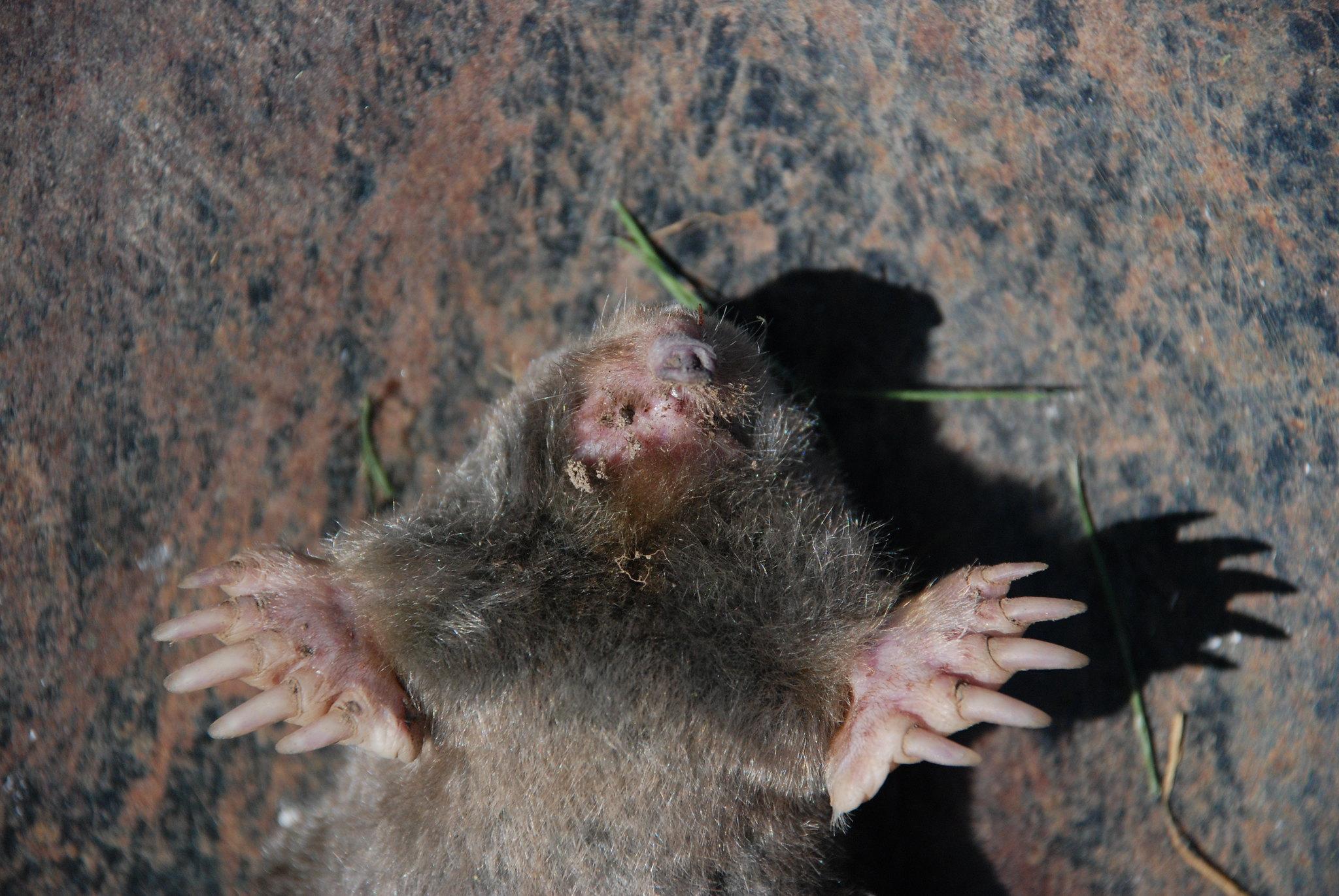 10 tipos de topos - Nombres y fotos