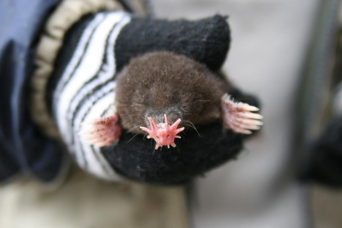 10 tipos de topos - Nombres y fotos