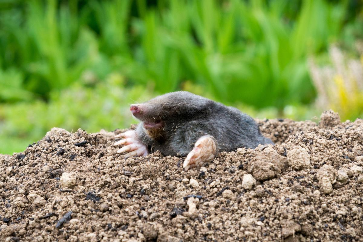 10 tipos de topos - Nombres y fotos