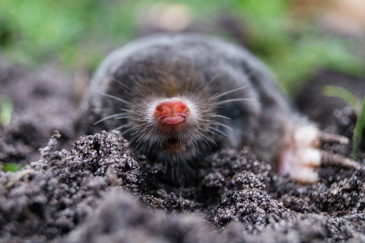 10 tipos de topos - Nombres y fotos