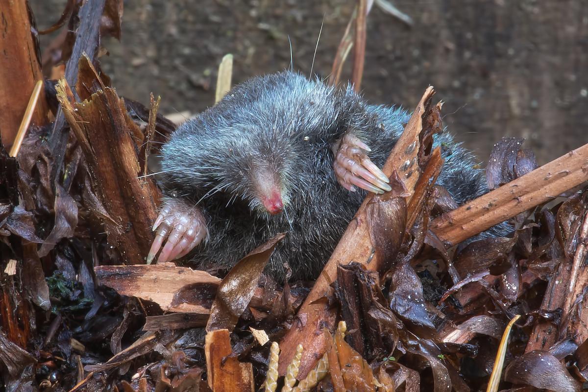 10 tipos de topos - Nombres y fotos