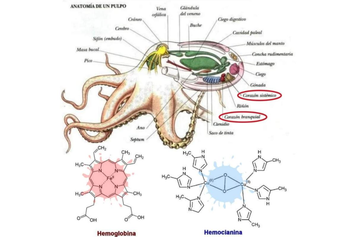 Cuántos cerebros y corazones tiene un pulpo - Conoce mejor a este asombroso animal