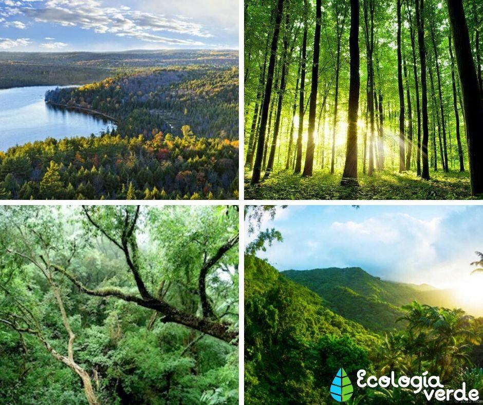 TIPOS de BOSQUES - Características y Fotos