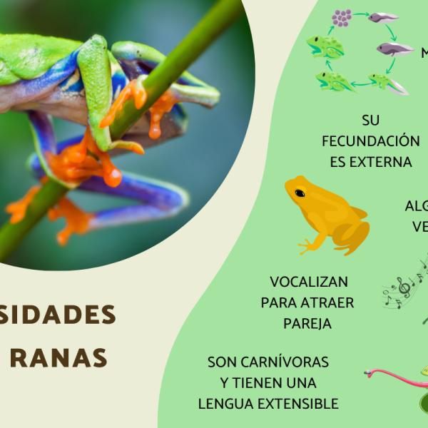 Ciclo De Vida De La Rana