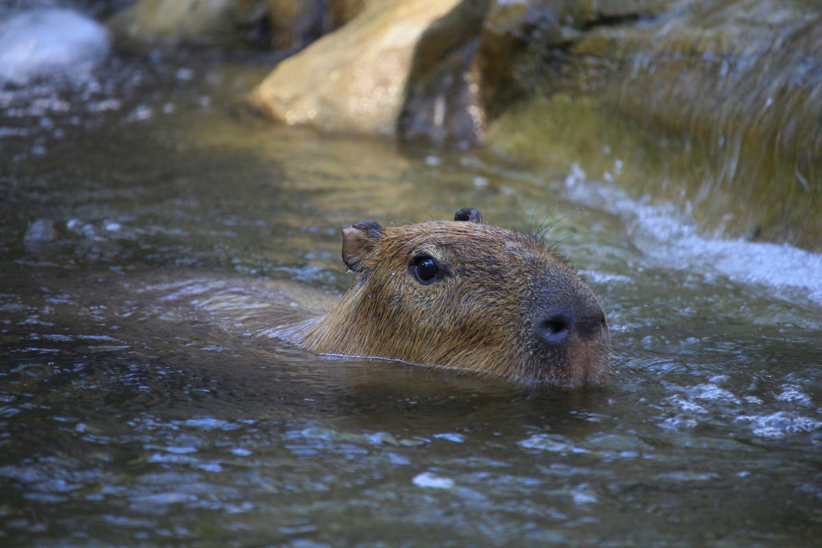Capibara: características, hábitat, alimentación y reproducción