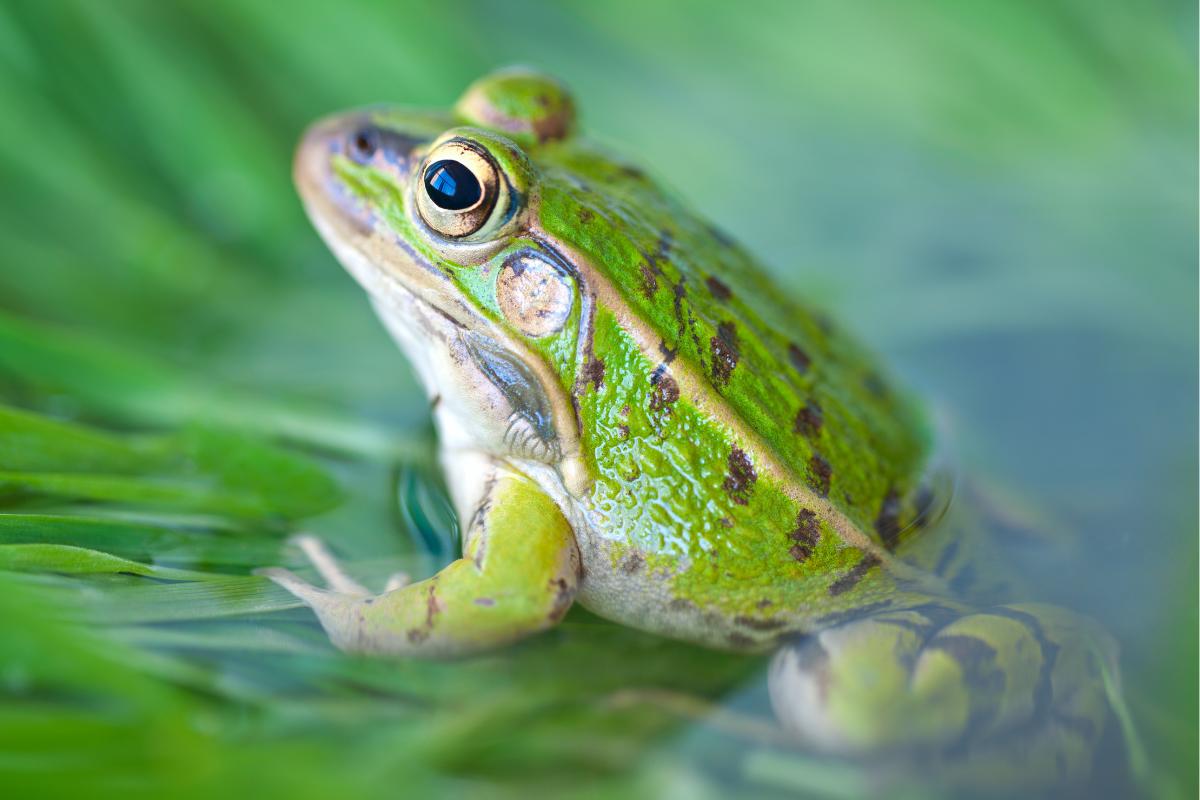 15 curiosidades de las ranas - Datos que quizás no conocías