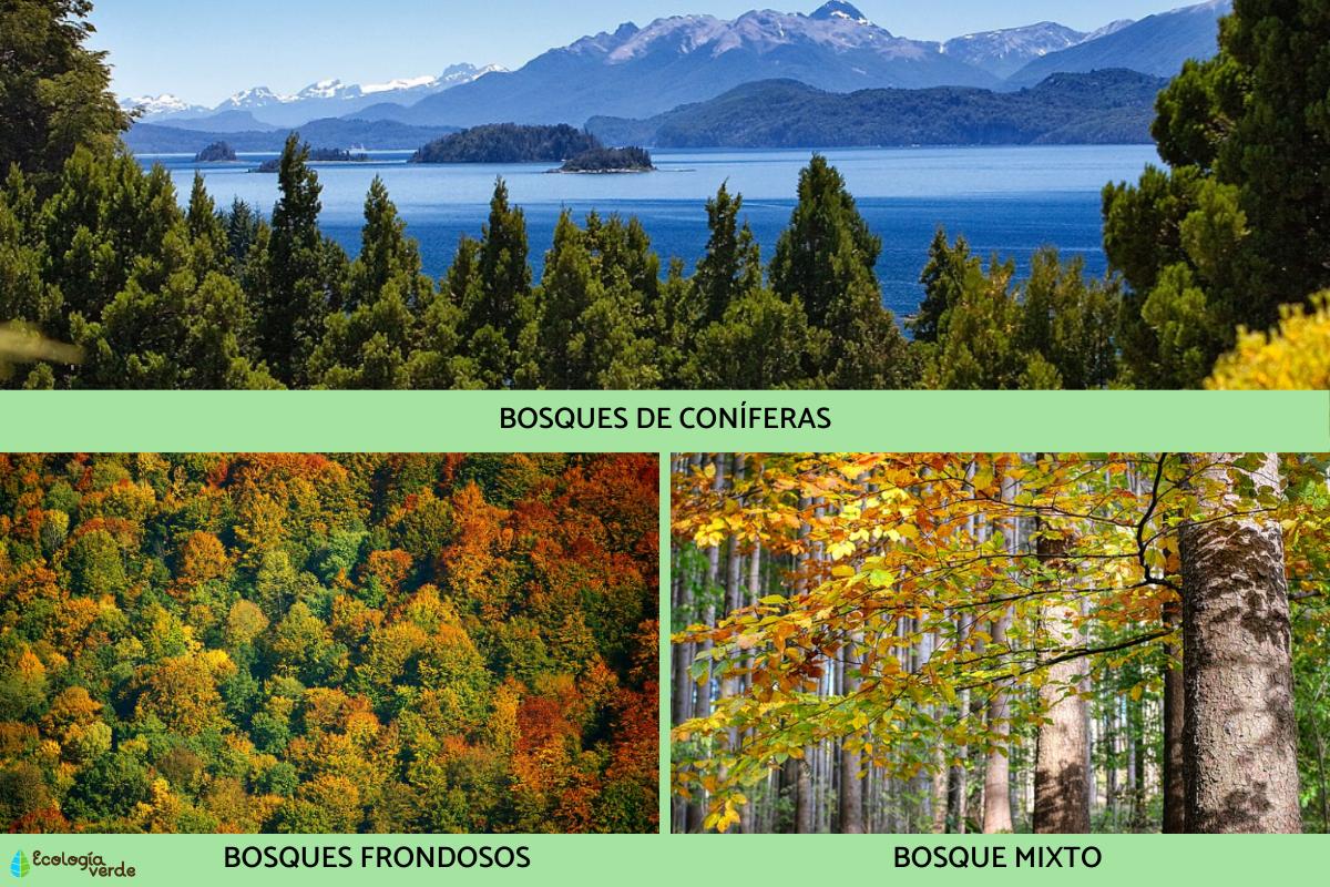 Que Son Los Bosques Y Cuales Son Sus Caracteristicas Tipos Animales ... Que Son Los Bosques Y Cuales Son Sus Caracteristicas Tipos Animales ...