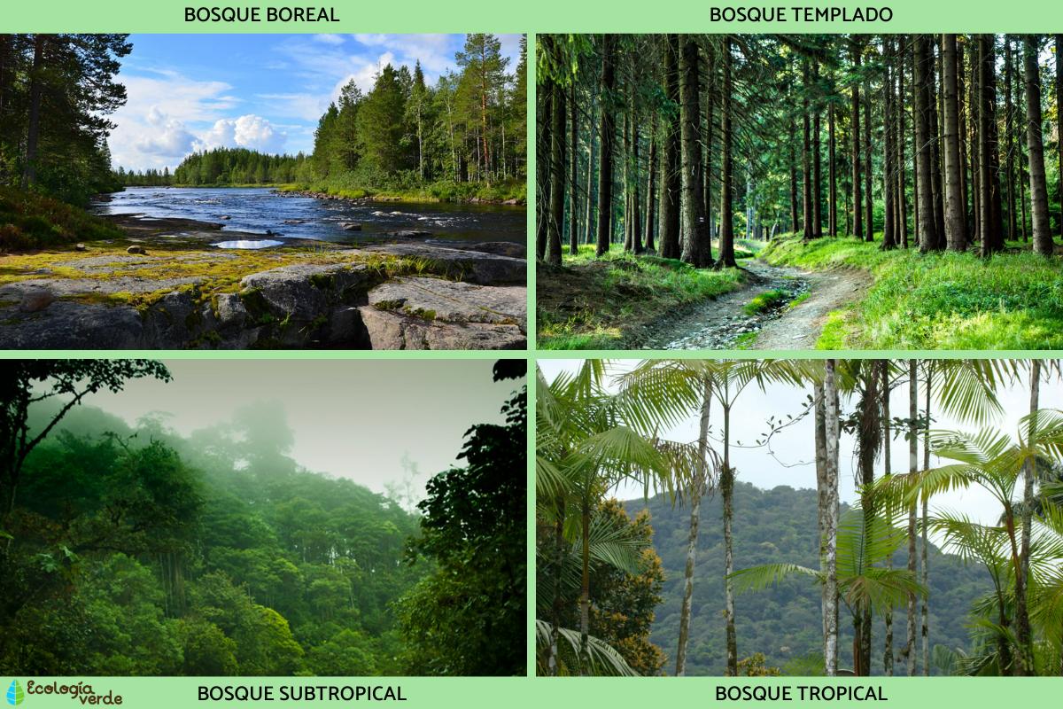 Tipos de bosques - Características y fotos Tipos de bosques - Características y fotos