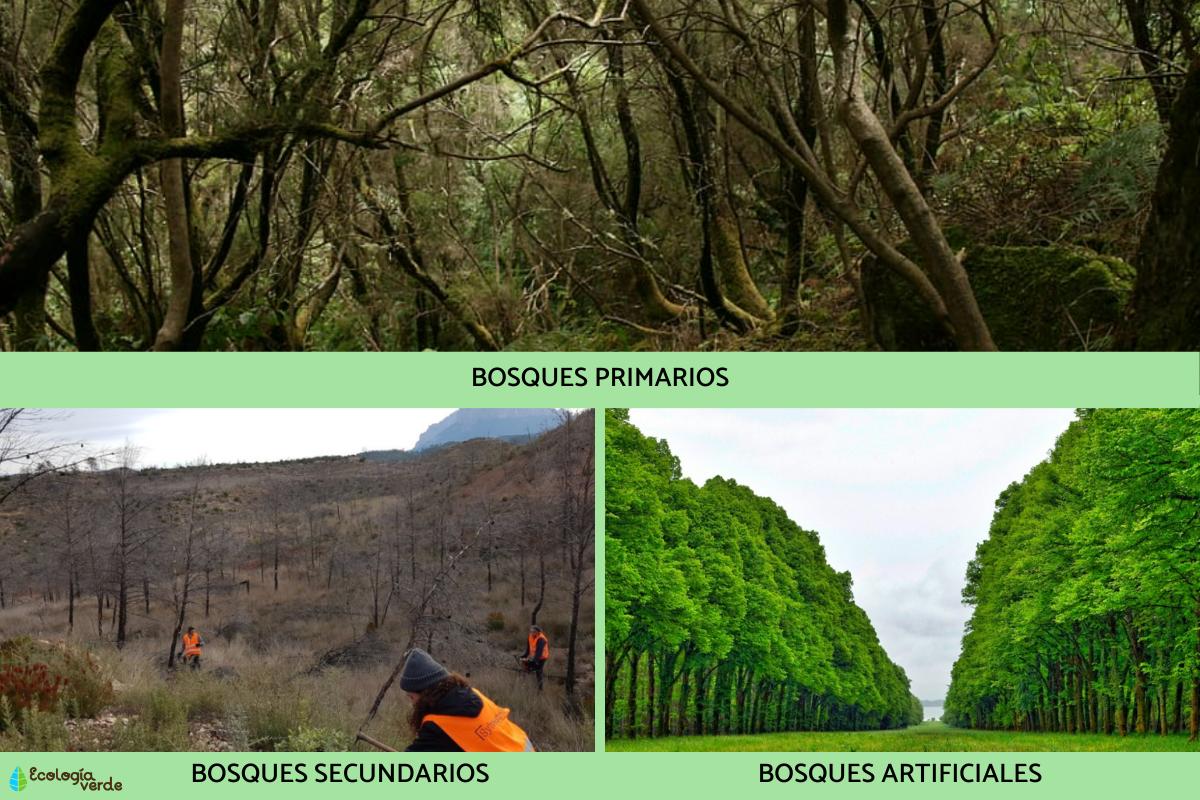 Tipos de bosques - Características y fotos
