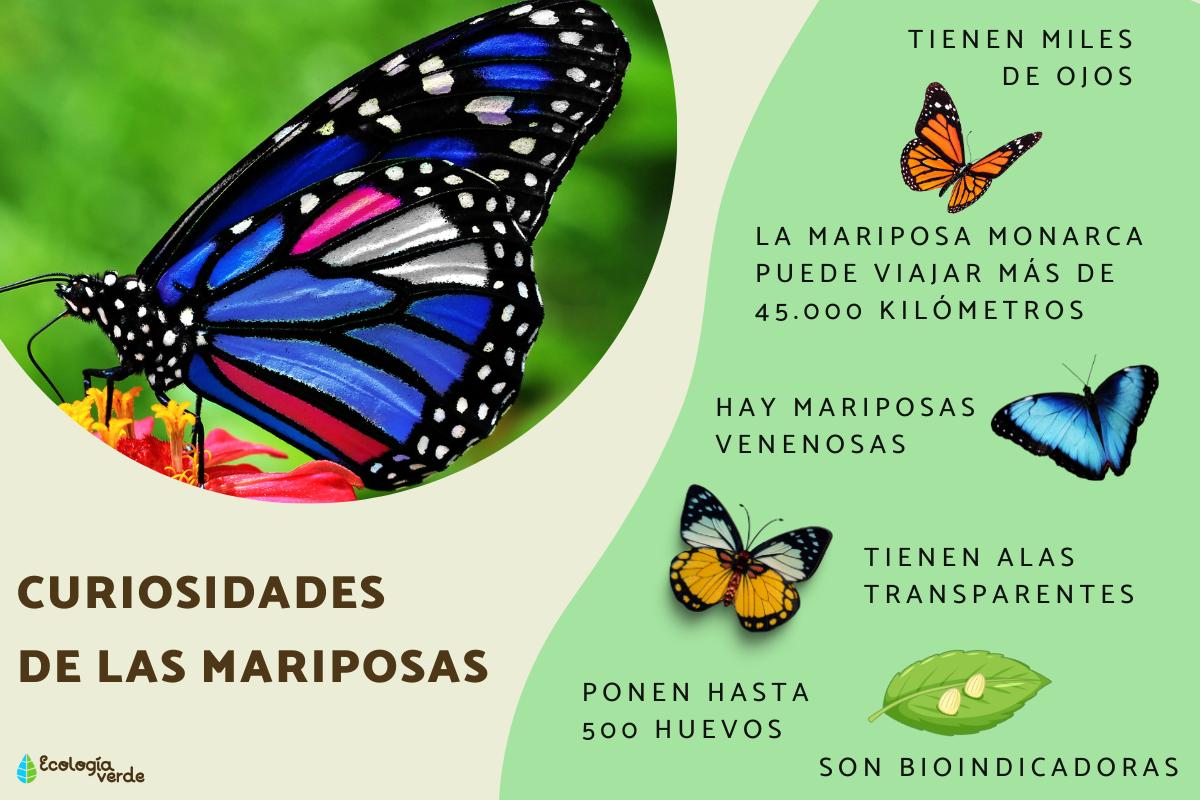 15 curiosidades de las mariposas - Descúbrelas