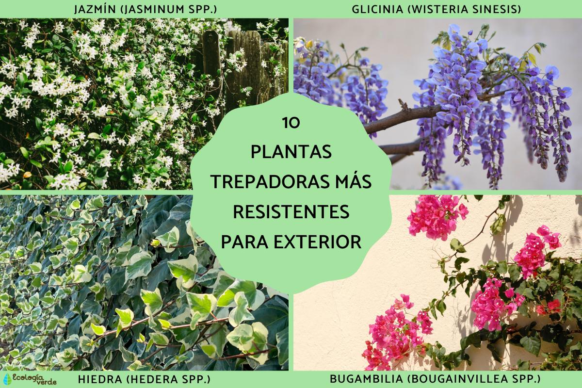 Jardines Con Flores Trepadoras 10 Plantas Trepadoras Con Flor