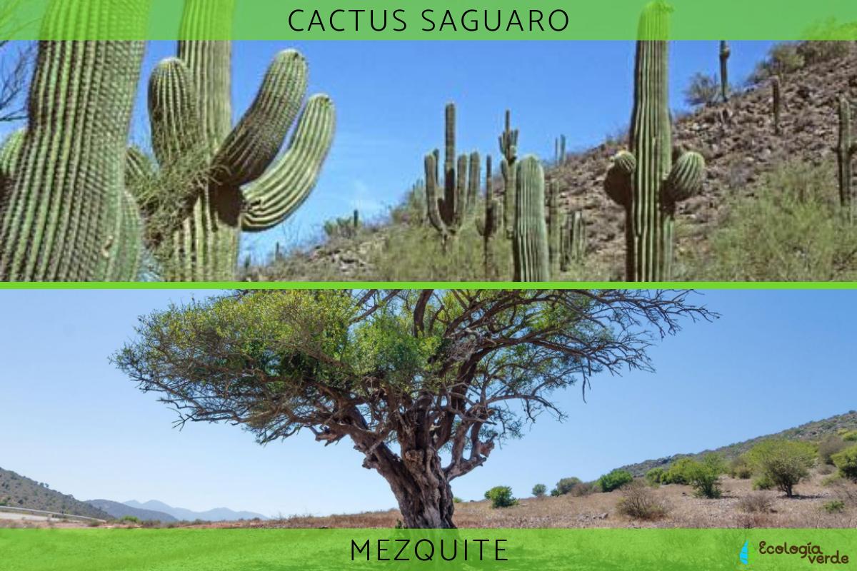 ADAPTACIONES de las PLANTAS: tipo, ejemplos y fotos - ¡Resumen! ADAPTACIONES de las PLANTAS: tipo, ejemplos y fotos - ¡Resumen!