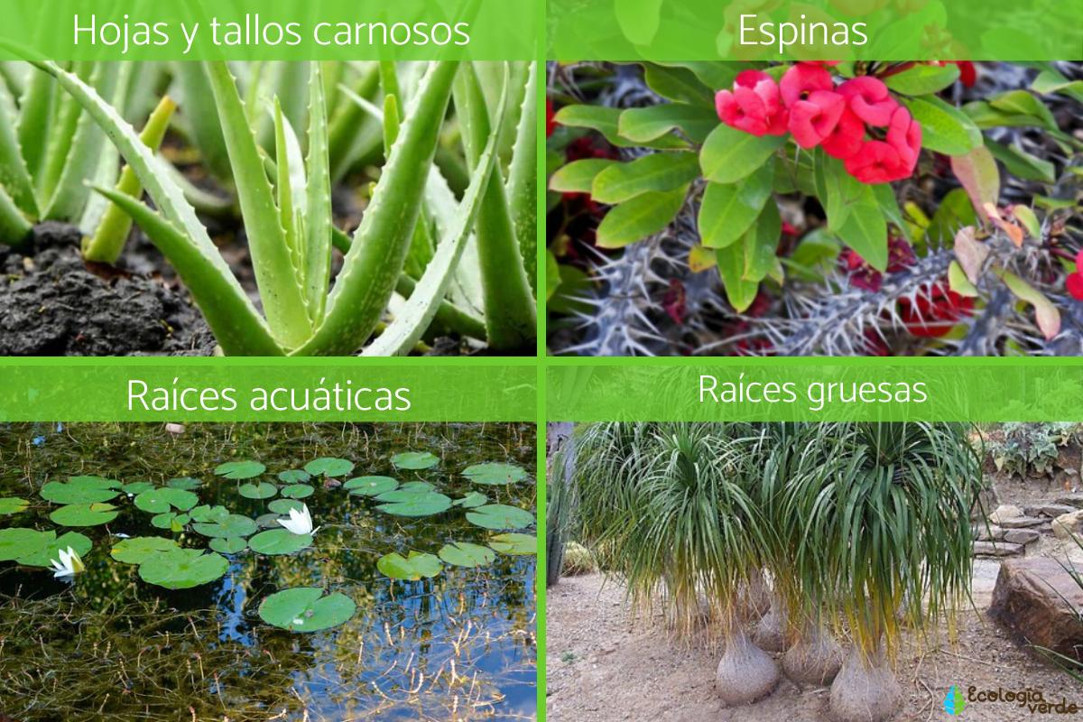 ADAPTACIONES de las PLANTAS: tipo, ejemplos y fotos - ¡Resumen!