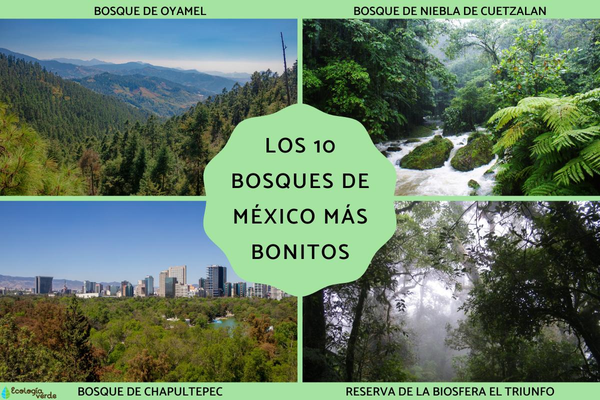 Los 10 bosques de México más bonitos - Nombres y fotos