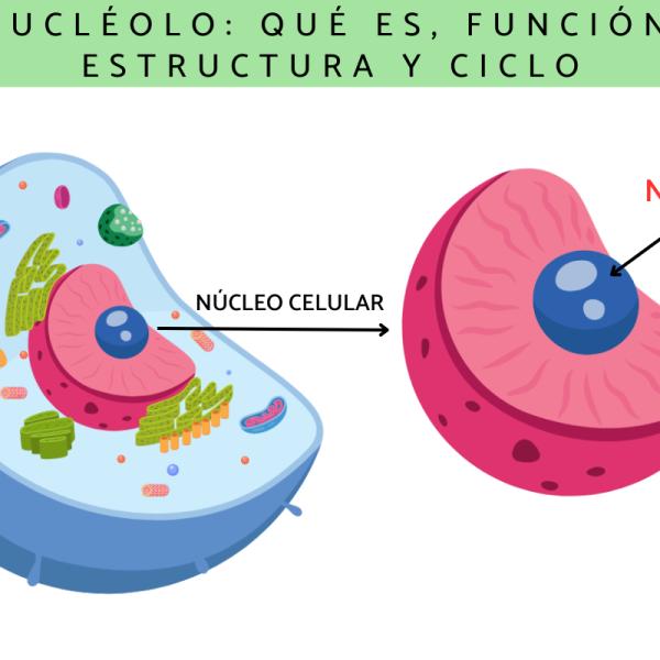 Nucleoplasma Funcion Núcleo De La Tierra: Qué Es, Características Y