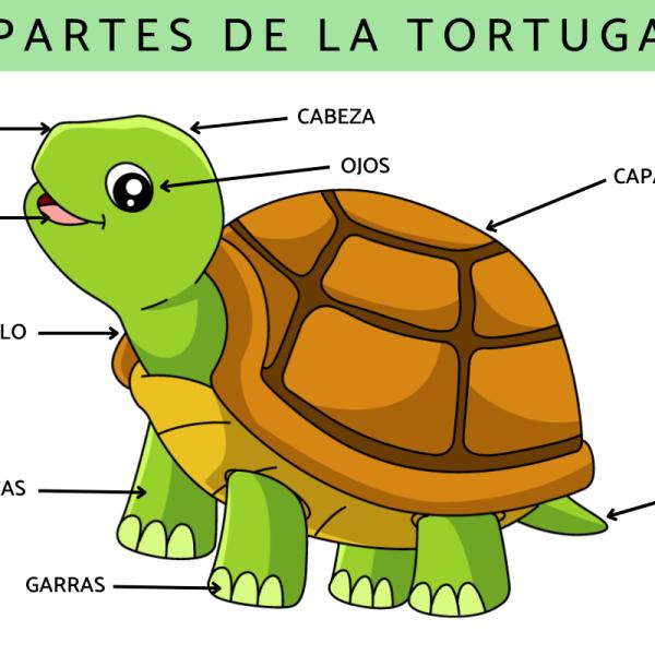 Anatomía Del Caparazón De Tortuga