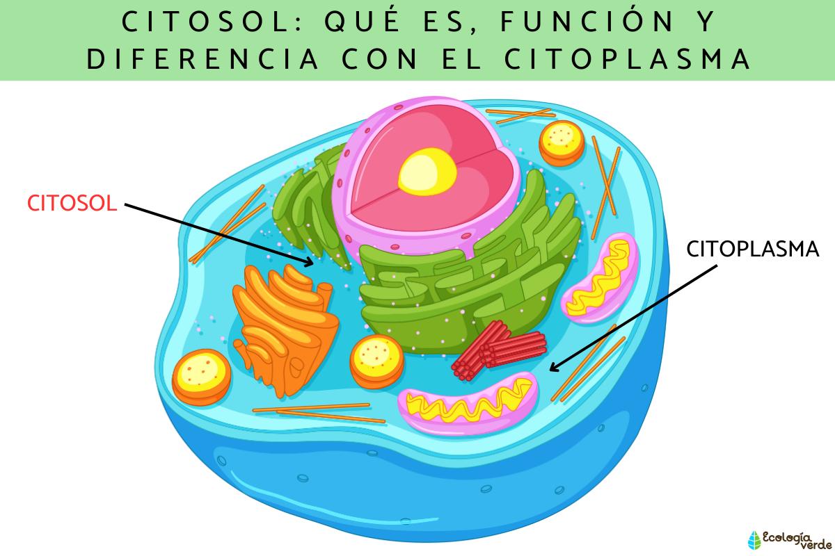 Citosol: qué es, función y diferencia con el citoplasma - Resumen