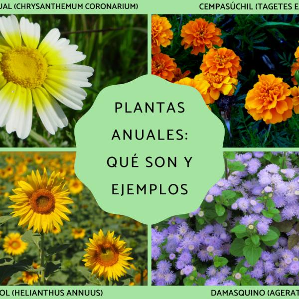 Ejemplos De Plantas Perennes